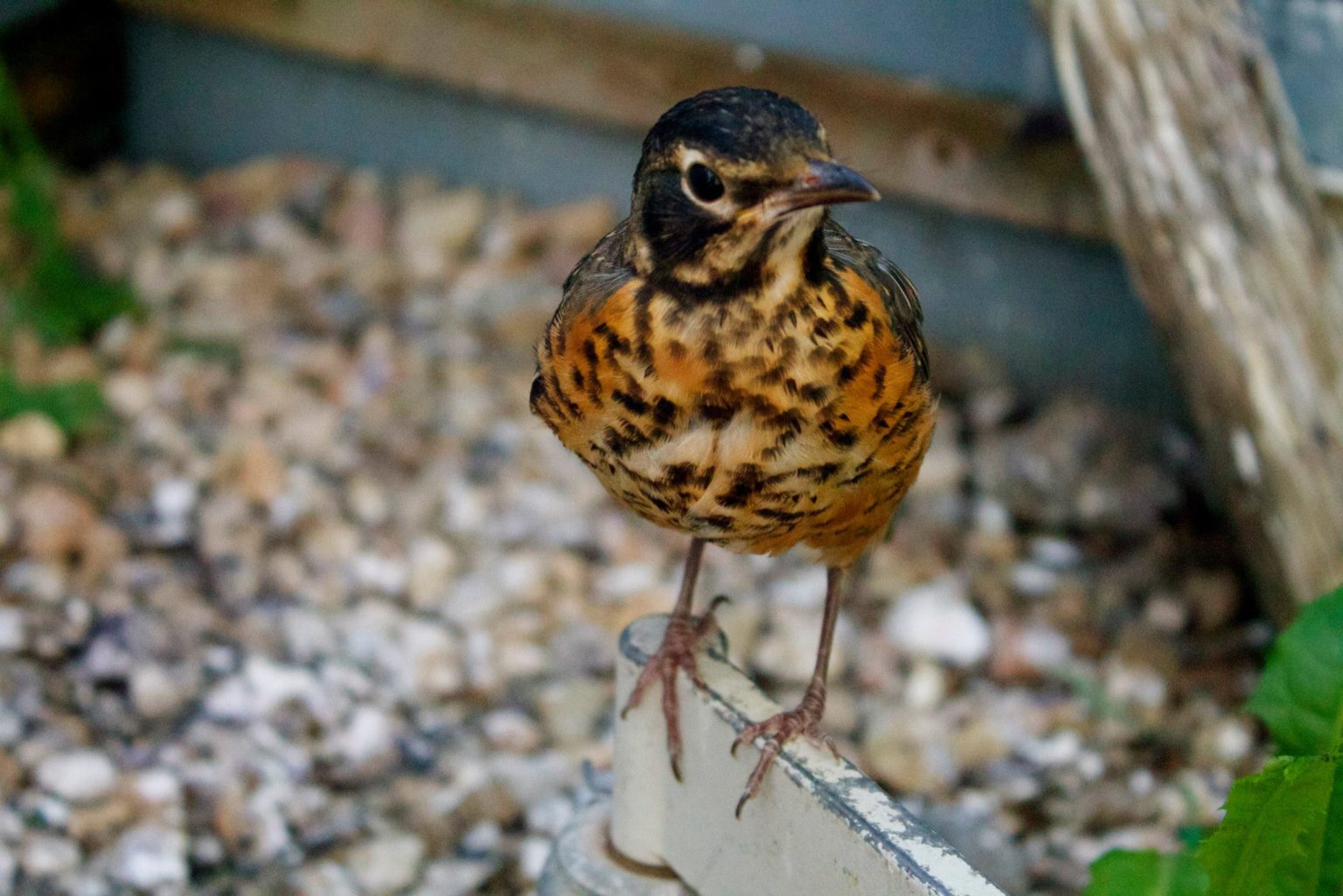 Are robins back, or did they ever leave? - Alberta Institute For ...