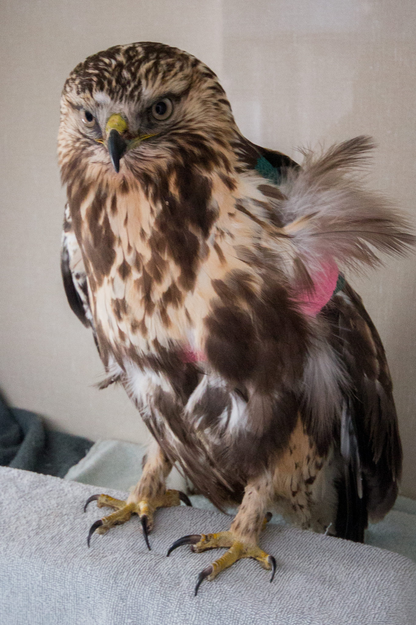 Lessons in Wildlife from a Rough-Legged Hawk - Alberta Institute For ...