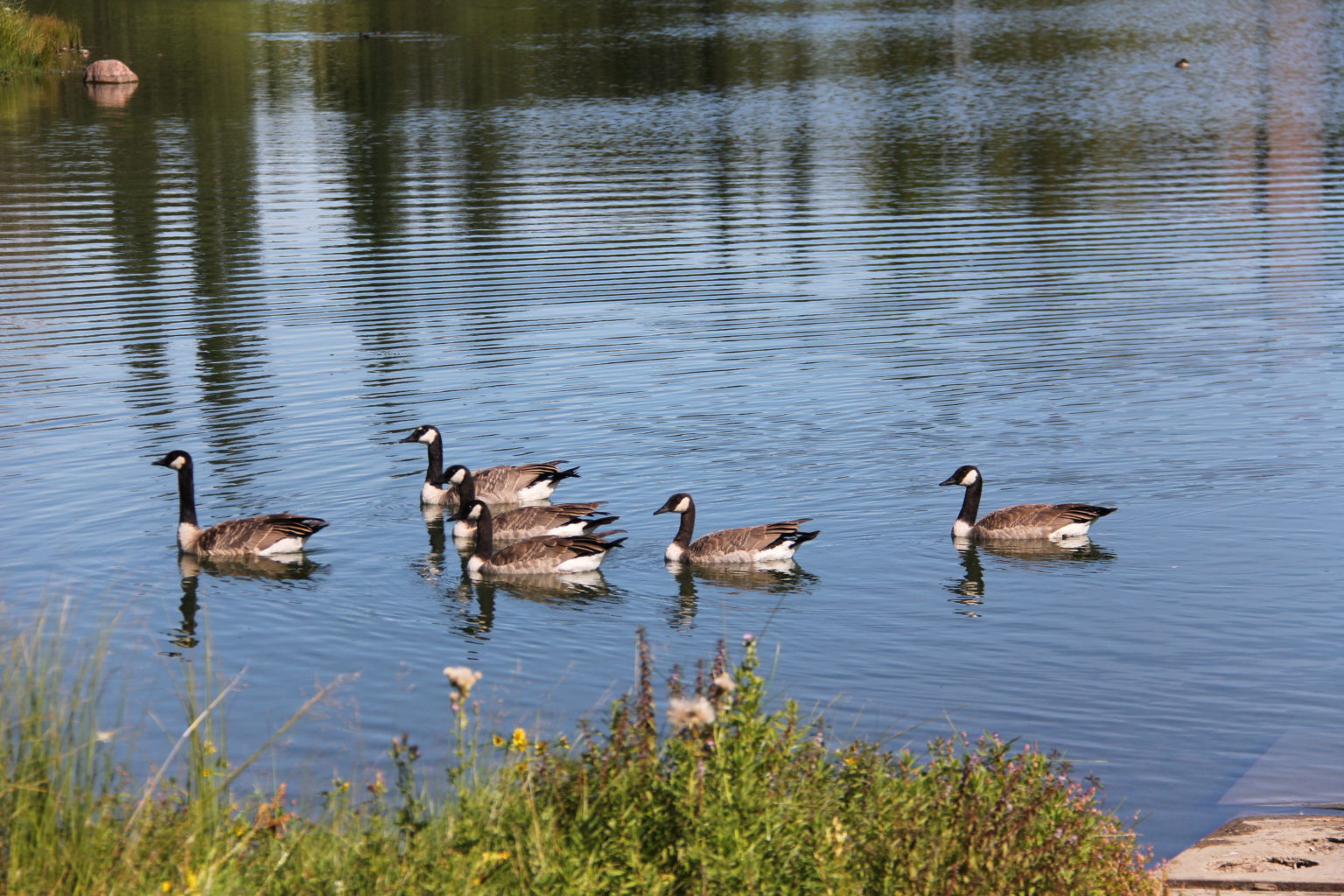 Alberta Wetlands - Alberta Institute For Wildlife Conservation