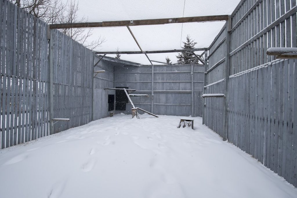 A Tour of AIWC's Enclosures - Alberta Institute For Wildlife Conservation