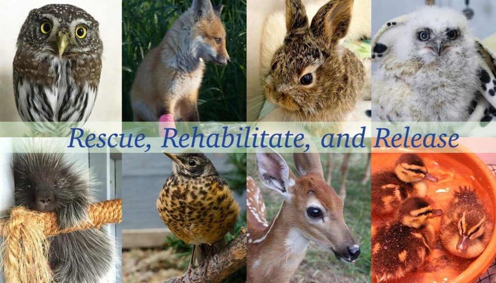 Invasive Species in Alberta - Alberta Institute For Wildlife Conservation