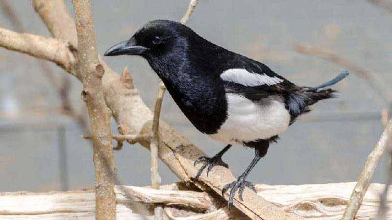 The Intelligence of Magpies - Alberta Institute For Wildlife Conservation