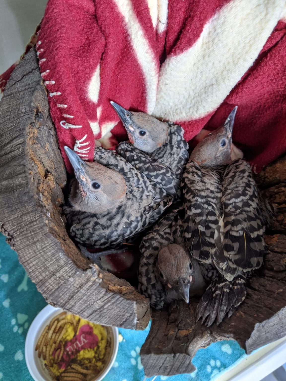 Contact Us - Alberta Institute For Wildlife Conservation