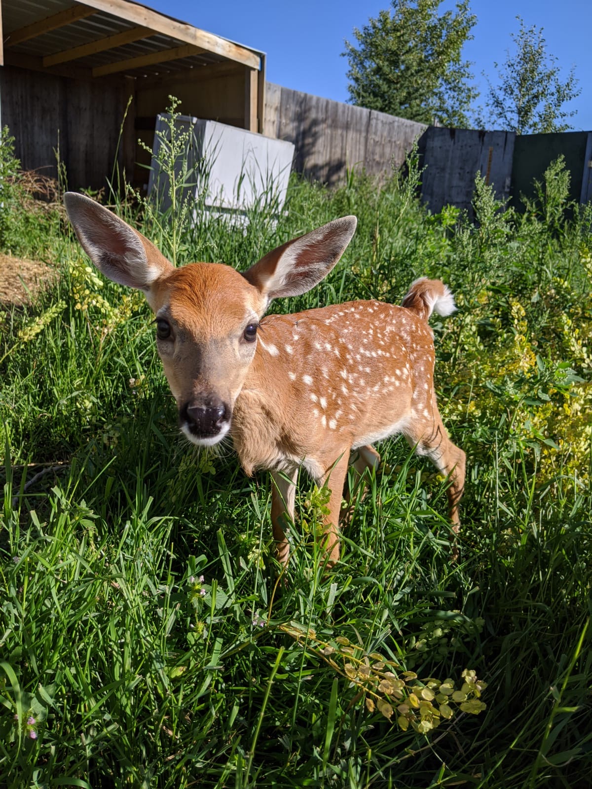 Rescue, Rehabilitation & Release - Alberta Institute For Wildlife ...