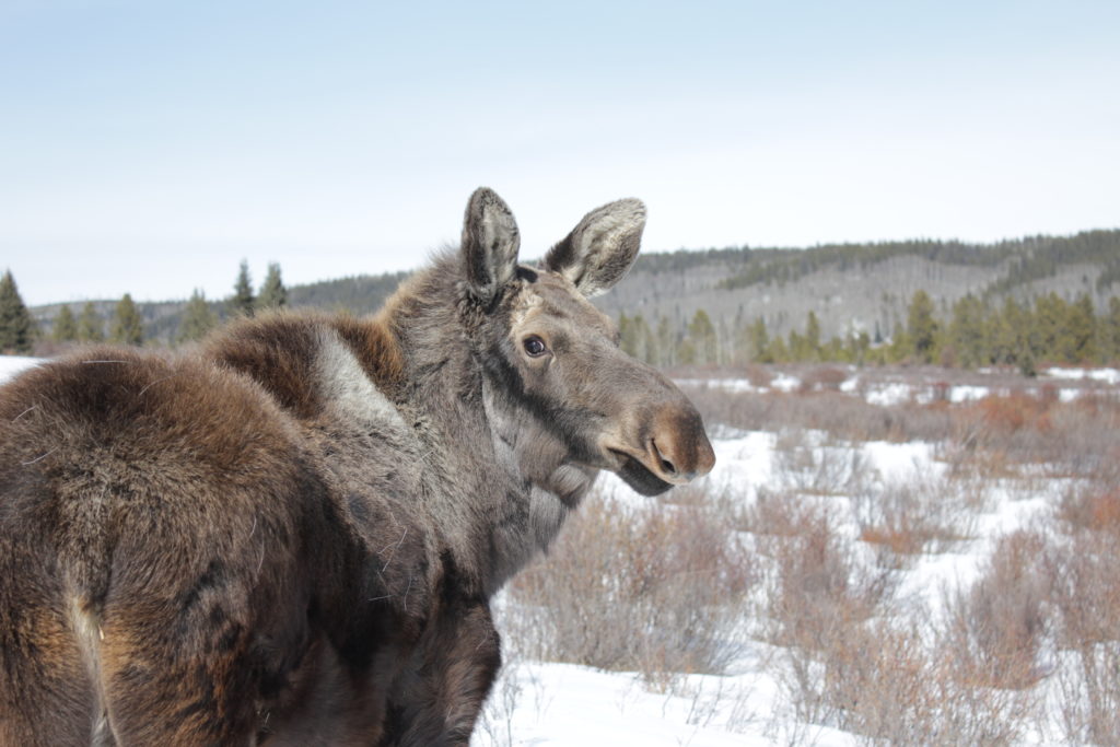 Leave it to Beavers! - Alberta Institute For Wildlife Conservation