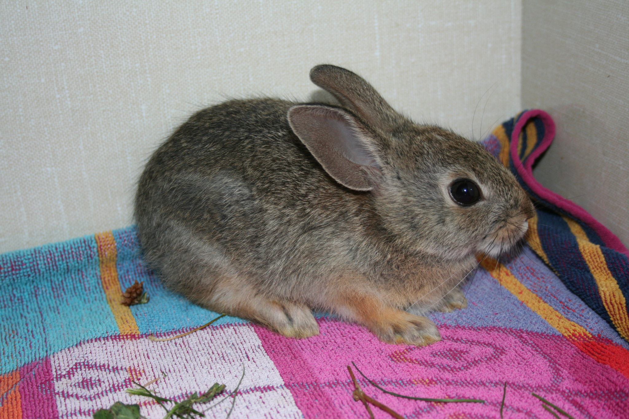 Rabbits, Hares, and the Problems with "Releasing" Domestics - Alberta ...