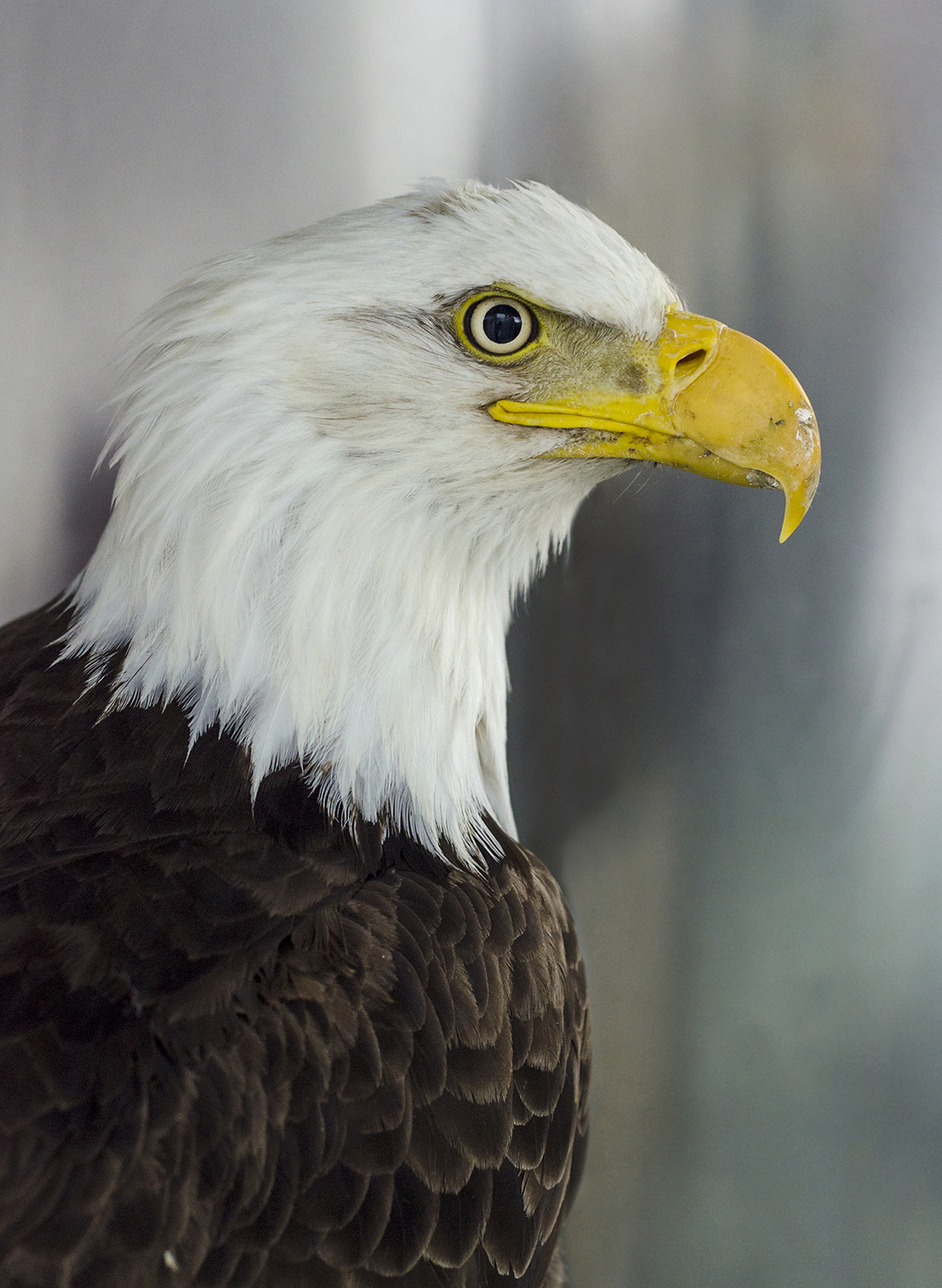 Birds of Prey: Predators in Peril - Alberta Institute For Wildlife ...