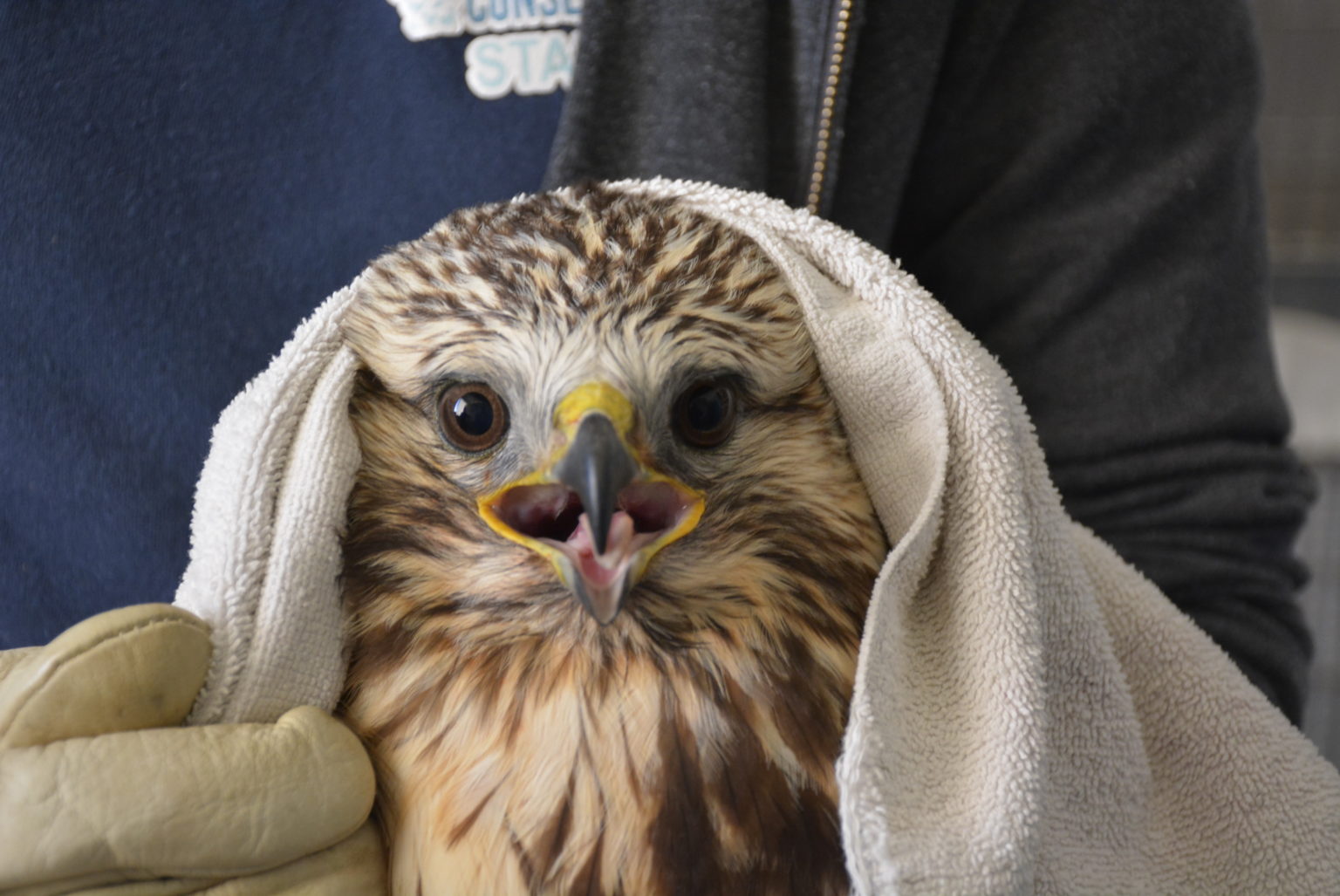 Birds of Prey: Predators in Peril - Alberta Institute For Wildlife ...