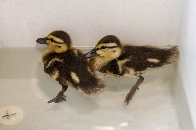 Nesting Mallards: What Happens and How Can We Help? - Alberta Institute ...