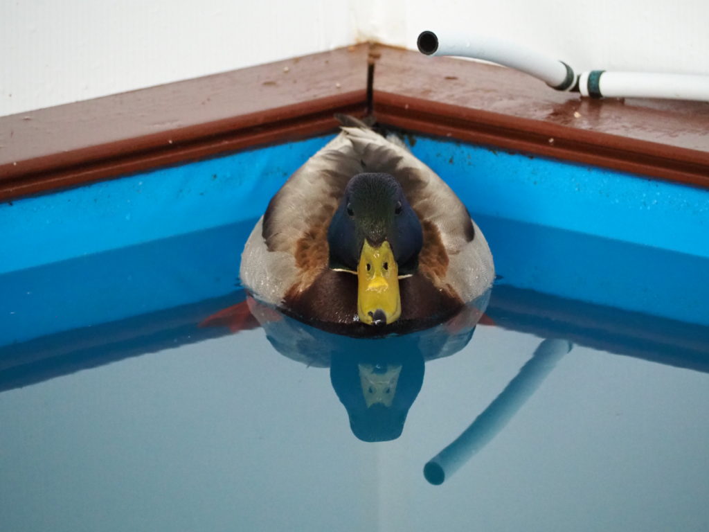 Nesting Mallards: What Happens and How Can We Help? - Alberta Institute ...