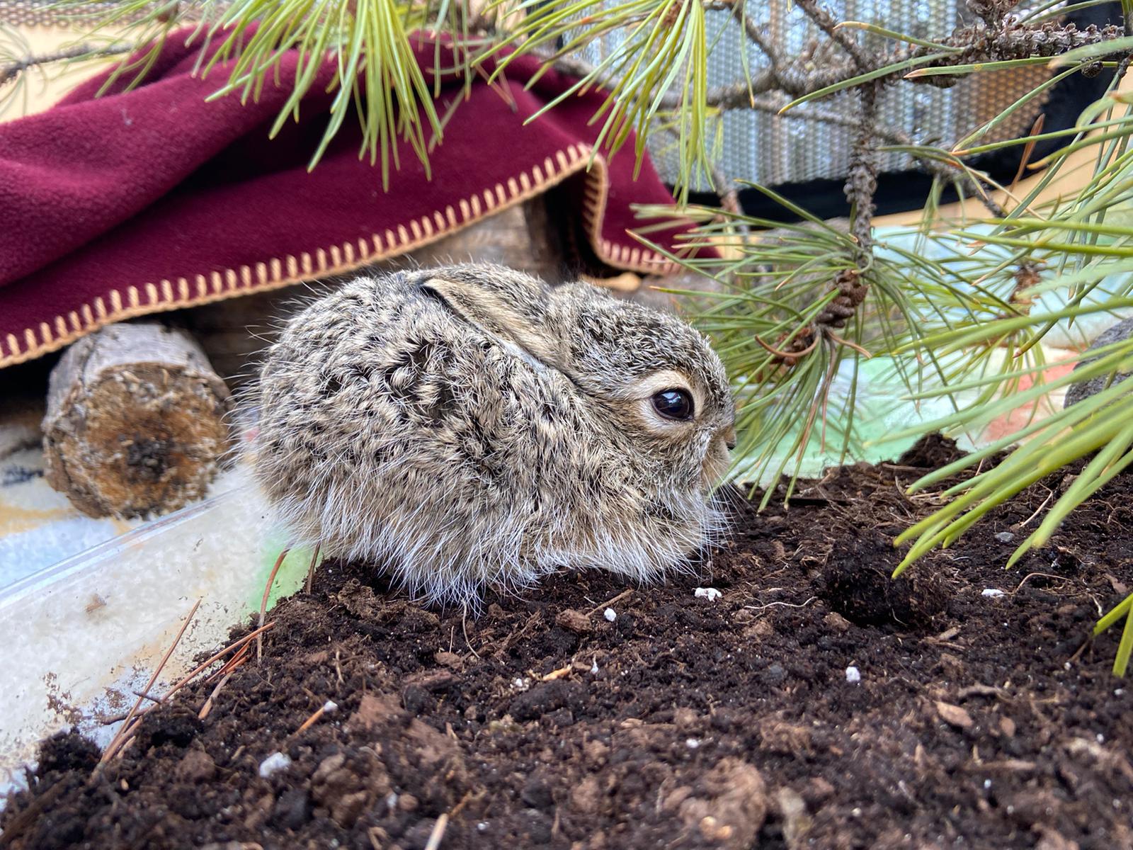 Scent and Security - Alberta Institute For Wildlife Conservation