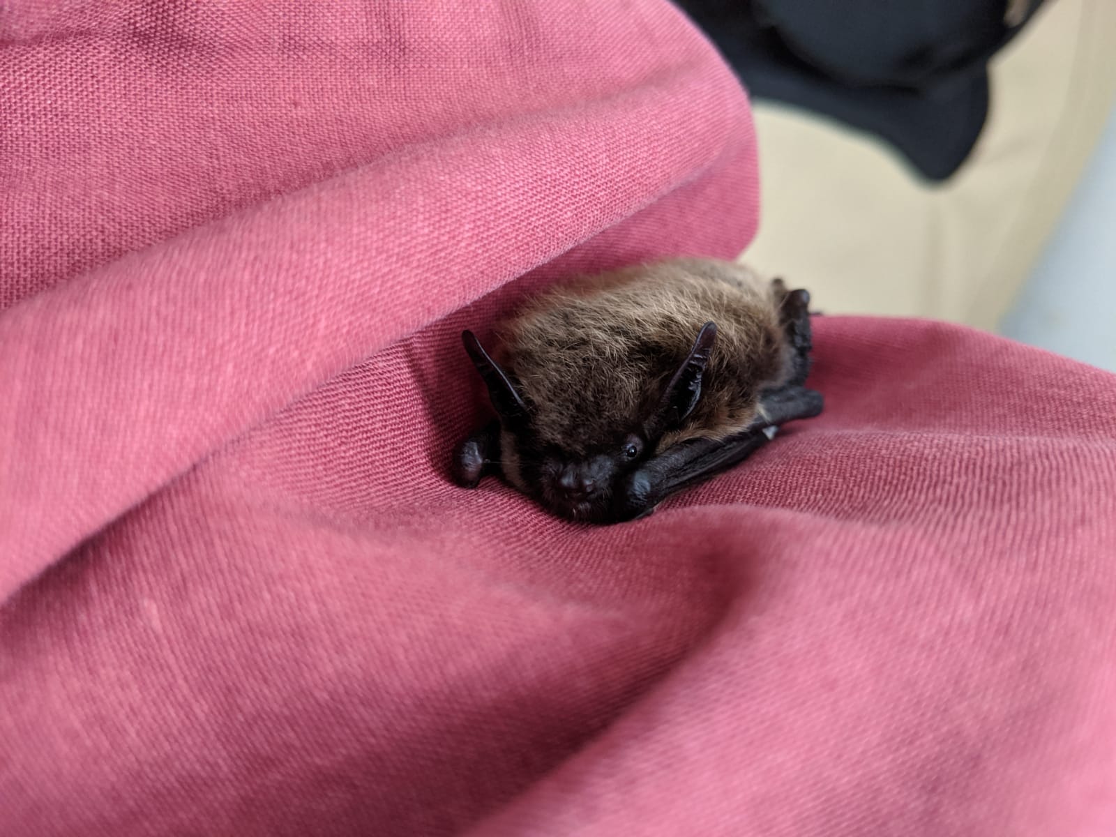Bat Basics - Alberta Institute For Wildlife Conservation