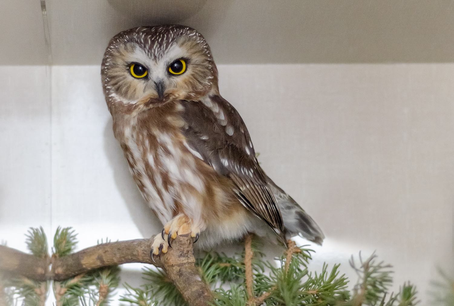 Species Profile: Northern Saw-Whet Owl - Alberta Institute For Wildlife ...