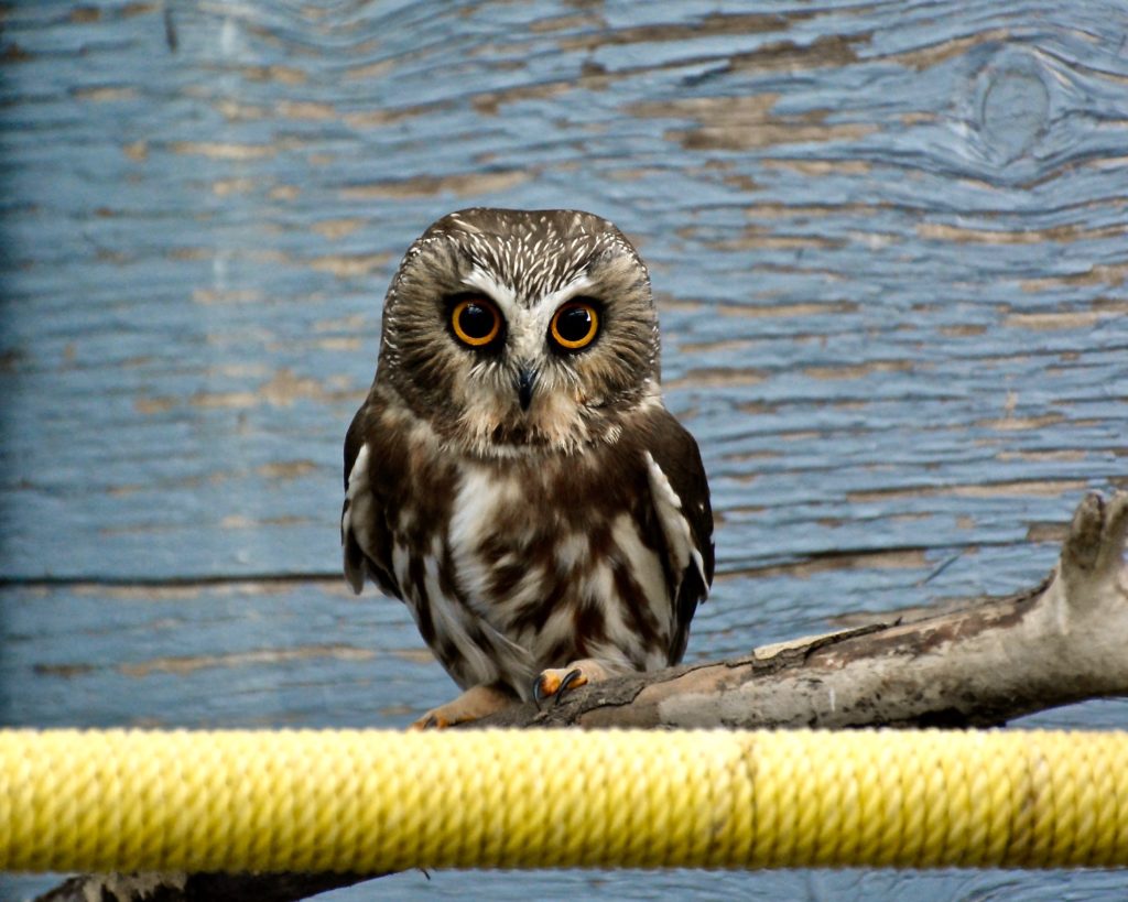 Species Profile: Northern Saw-Whet Owl - Alberta Institute For Wildlife ...