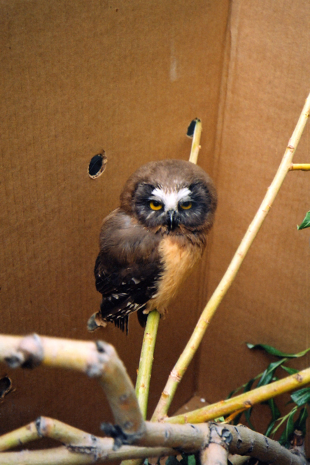 Species Profile: Northern Saw-Whet Owl - Alberta Institute For Wildlife ...
