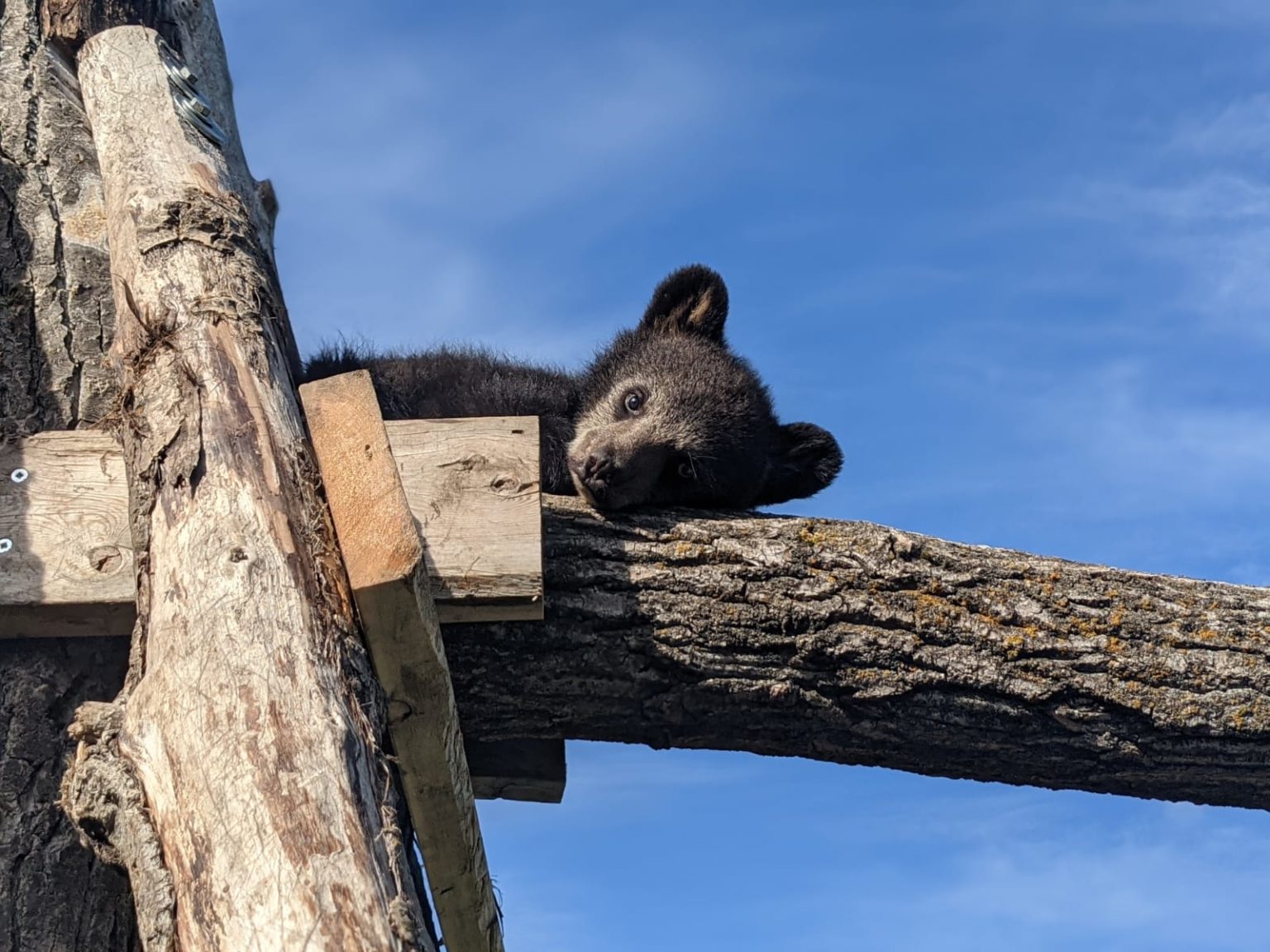 Alberta Institute For Wildlife Conservation | AIWC