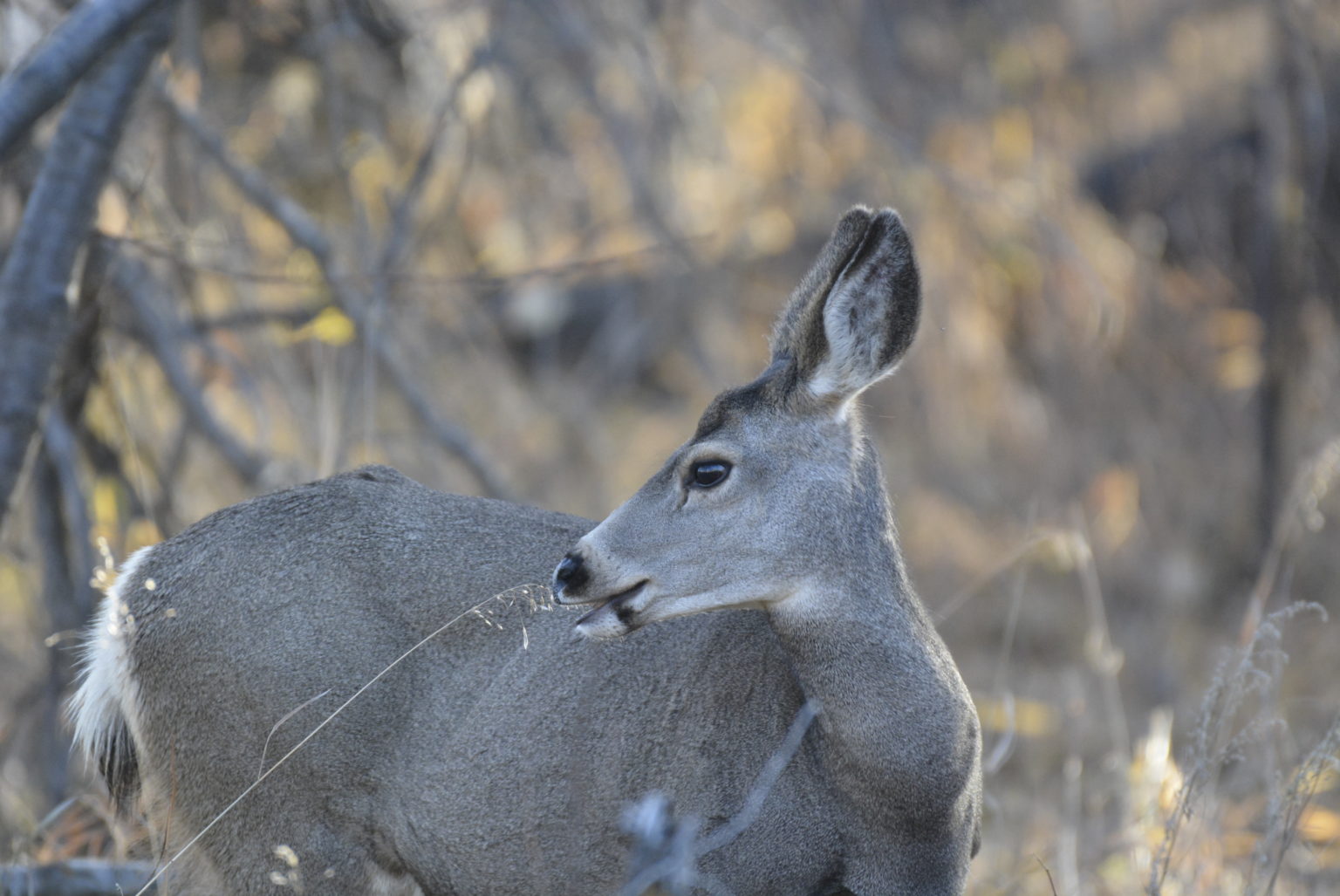 Alberta's Winter Wildlife - Alberta Institute For Wildlife Conservation