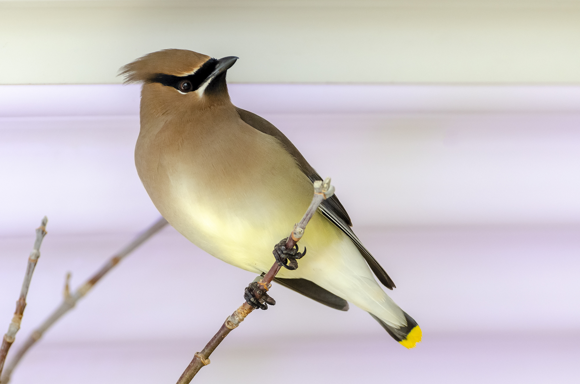 Winter, Waxwings, and Window Strikes - Alberta Institute For Wildlife ...