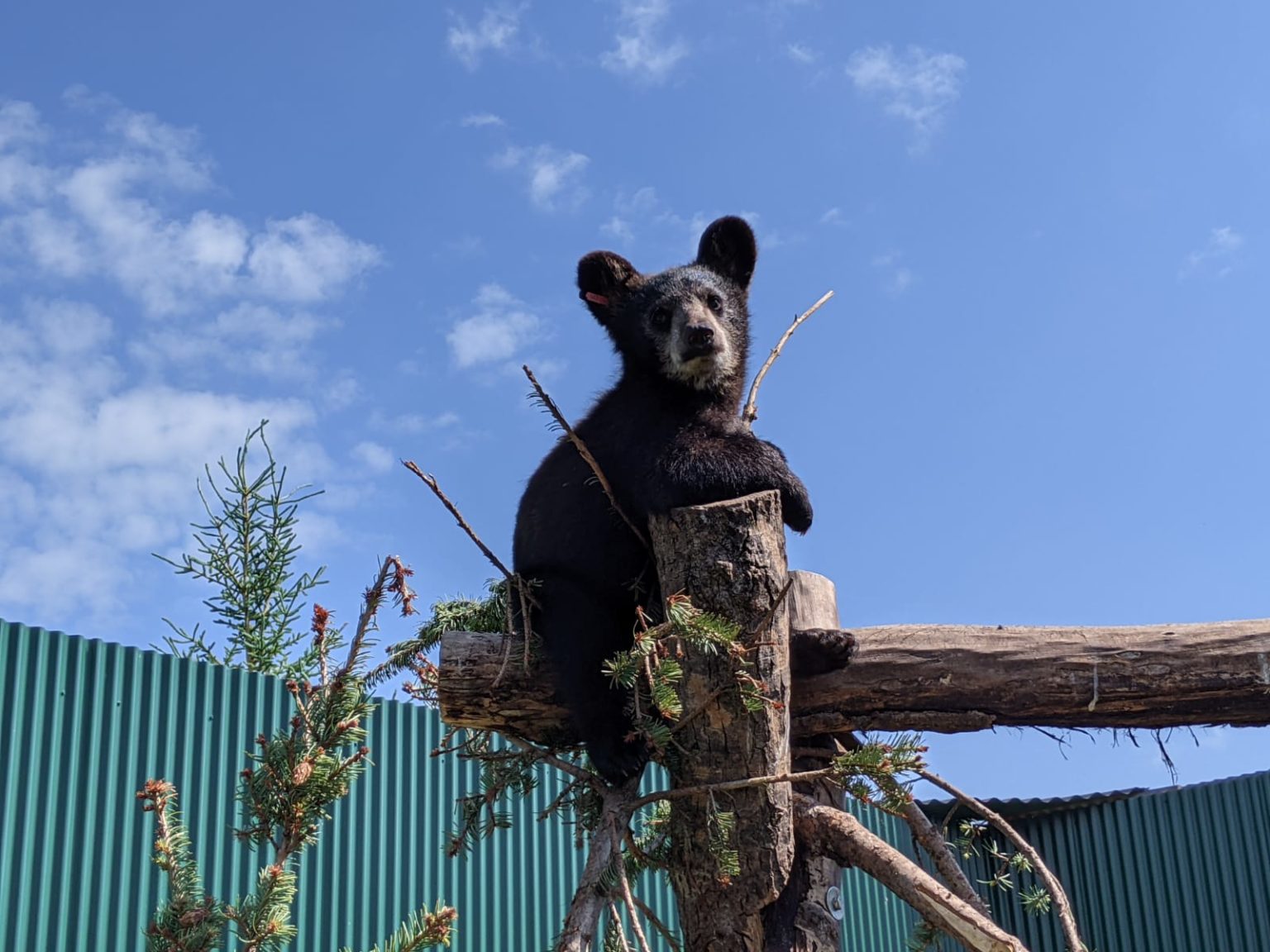 Sleeping Giants: Seasonal Bear Behaviour - Alberta Institute For ...
