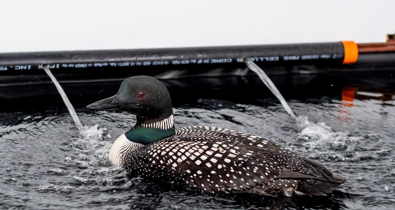 Unveiling the Intricate Mechanisms of Avian Waterproofing - Alberta ...