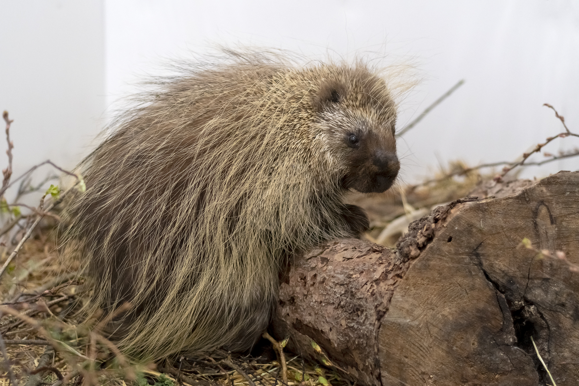 Living with Porcupines - Alberta Institute For Wildlife Conservation