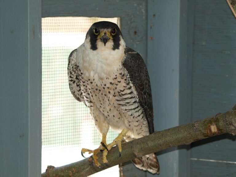 Peregrine Falcon Hunting Strategy - Alberta Institute For Wildlife ...