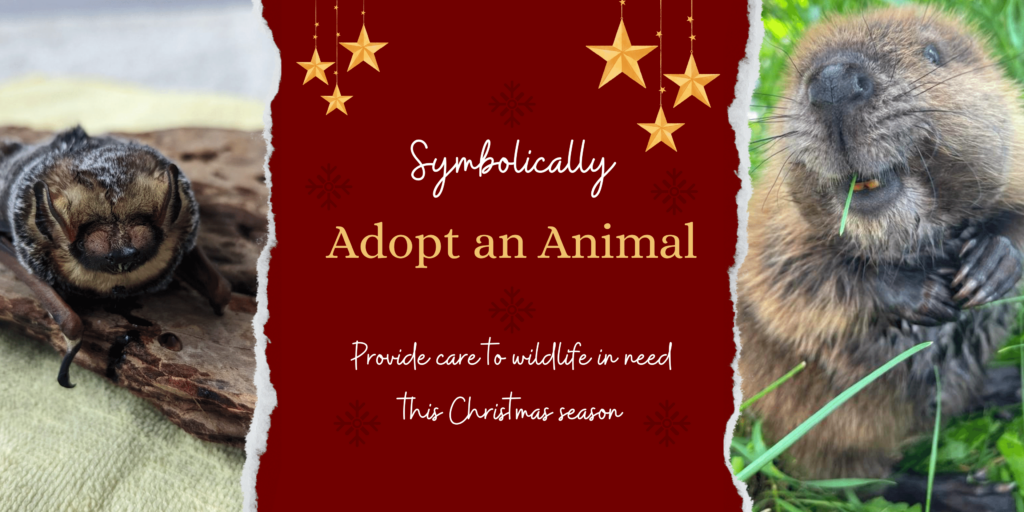 Alberta Institute For Wildlife Conservation | AIWC