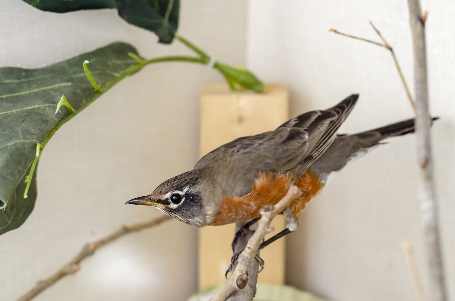 Invasive Bird Species and Climate Change - Alberta Institute For ...