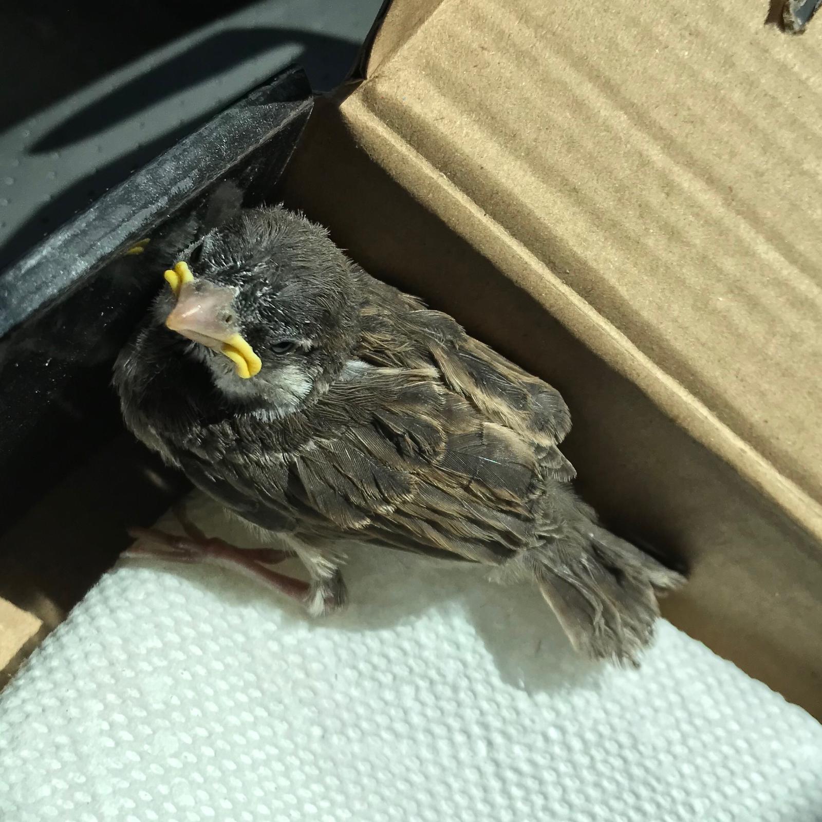 Invasive Bird Species and Climate Change - Alberta Institute For ...