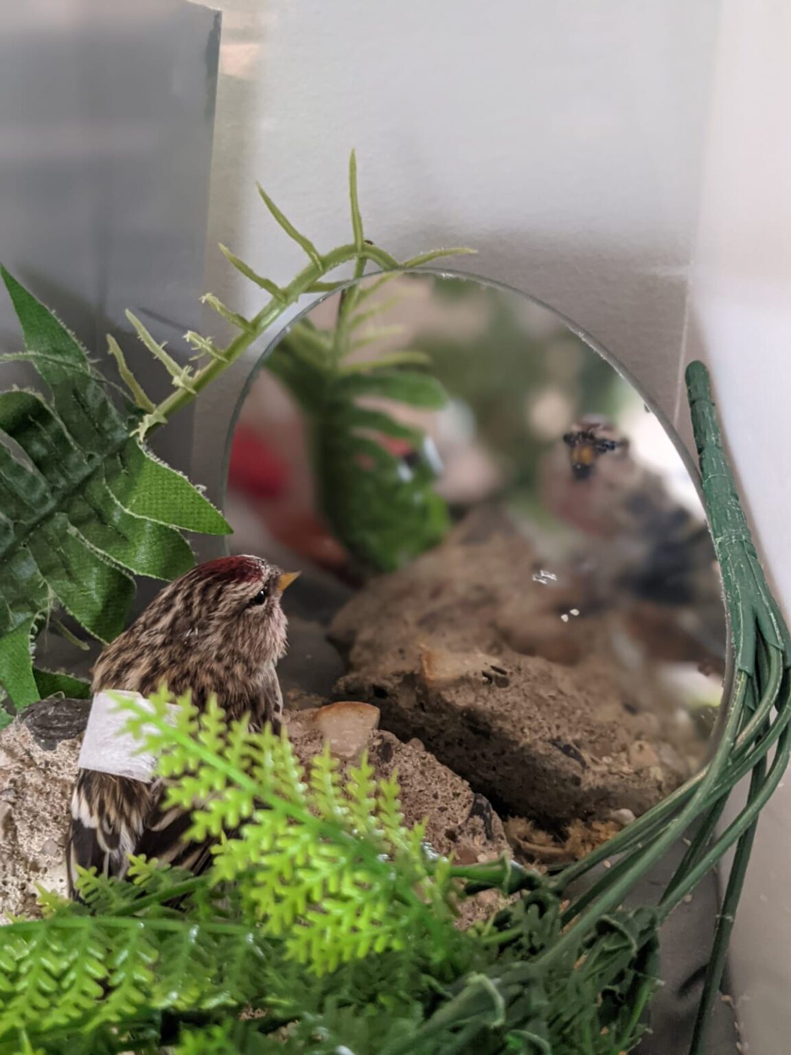 A Migratory Story - Alberta Institute For Wildlife Conservation