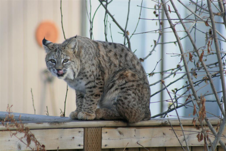 Differences Between Bobcats and Canada Lynx: How to Tell them Apart ...