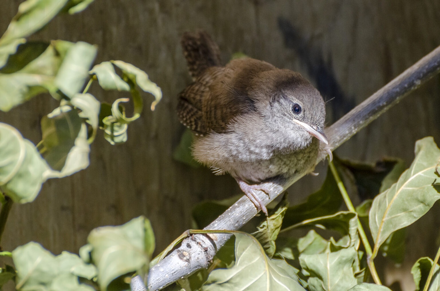 Birds and the Impacts of a Changing Climate - Alberta Institute For ...