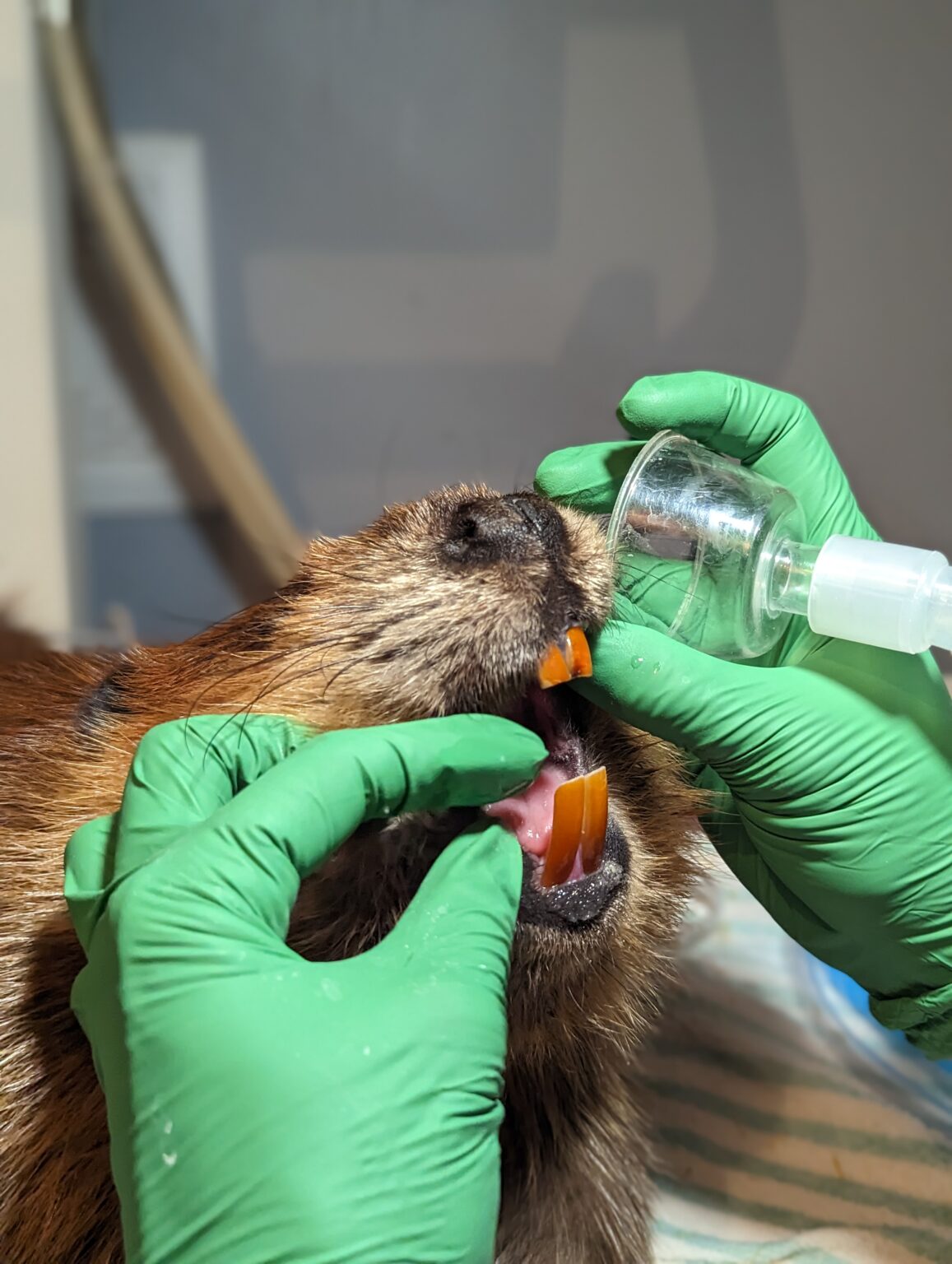Rodents and their Ever Growing Teeth - Alberta Institute For Wildlife ...