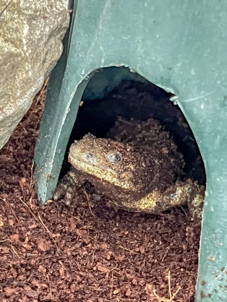 Western Tiger Salamander Migration - Alberta Institute For Wildlife ...