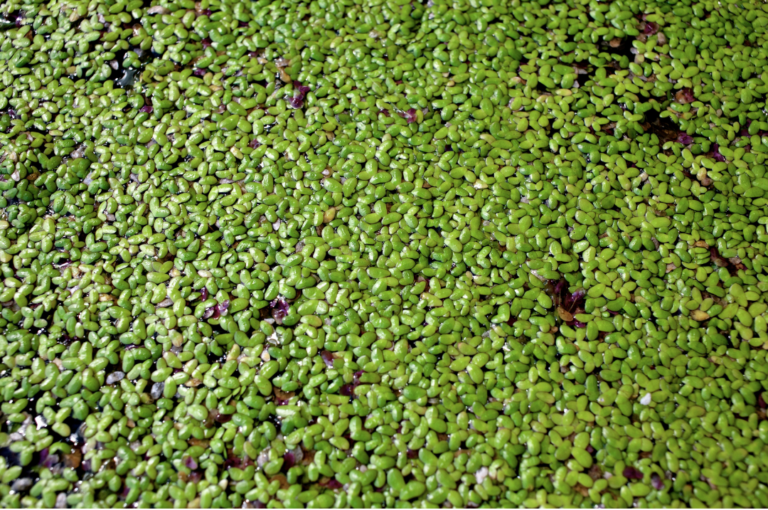 Duckweed: A Superfood from the Wetlands - Alberta Institute For ...