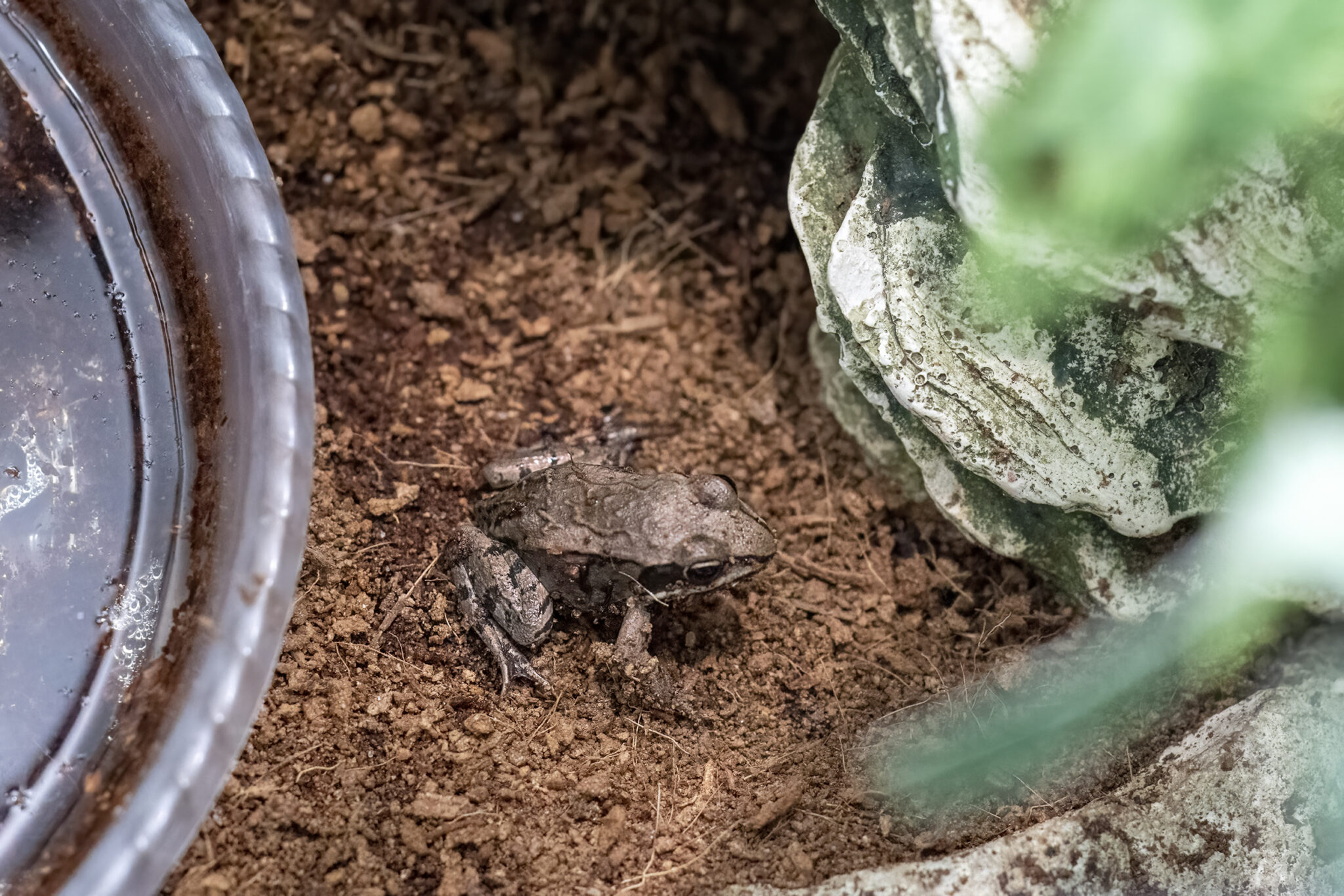 Alberta's Resilient Amphibian: The Wood Frog - Alberta Institute For ...
