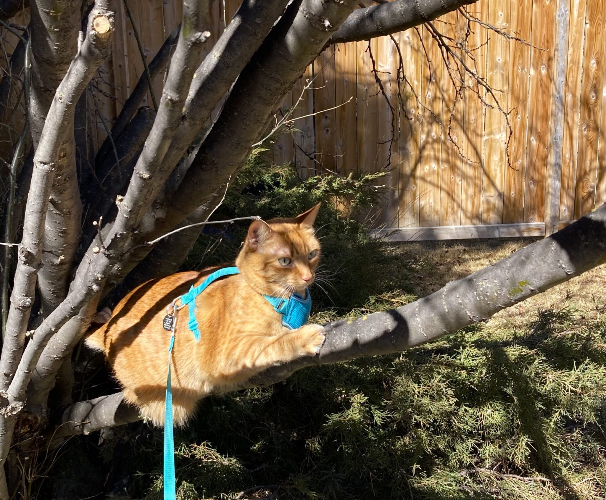 Roaming cats and birds - Alberta Institute For Wildlife Conservation