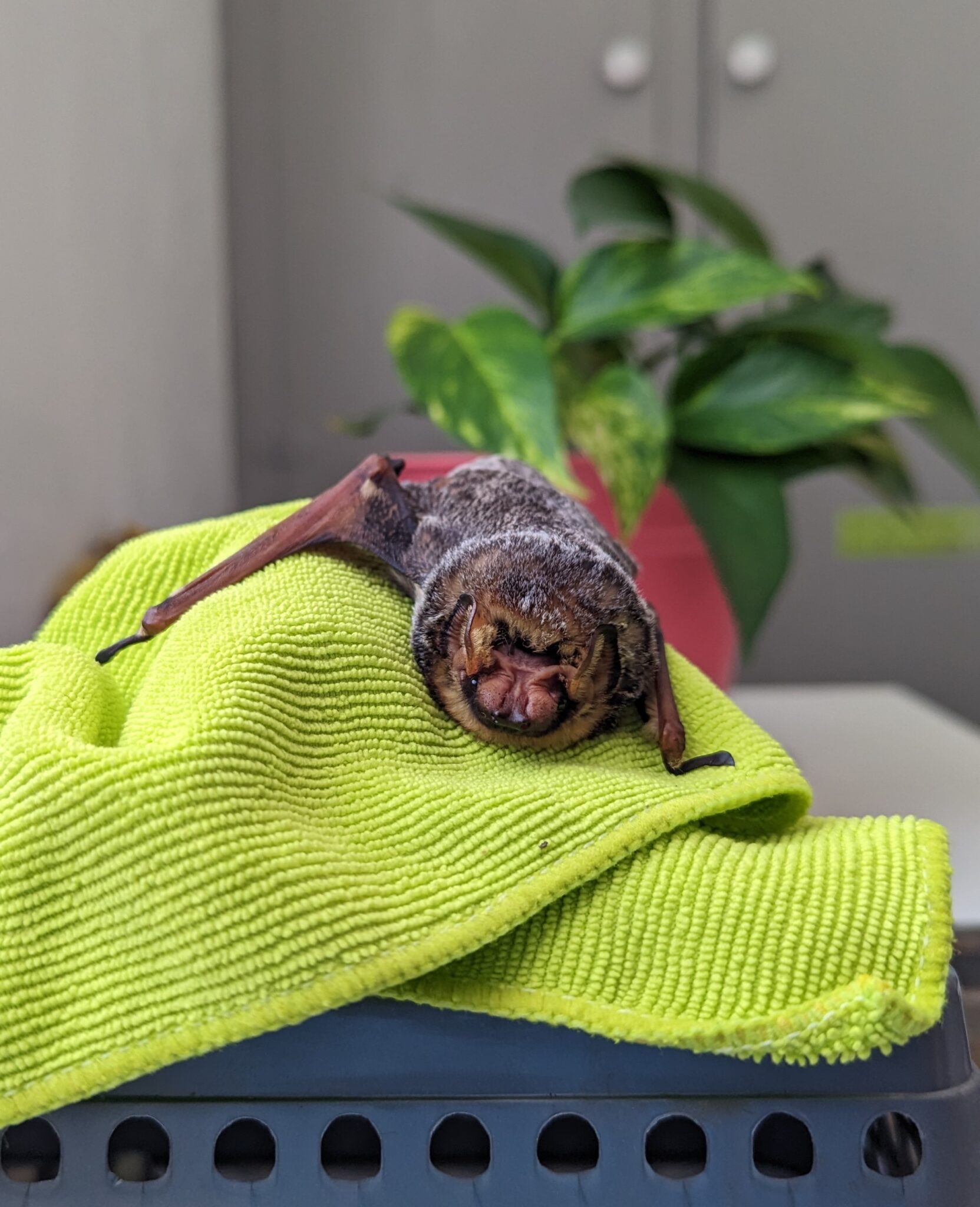 The Effect of Wind Turbines on Migratory Bats in Alberta - Alberta ...