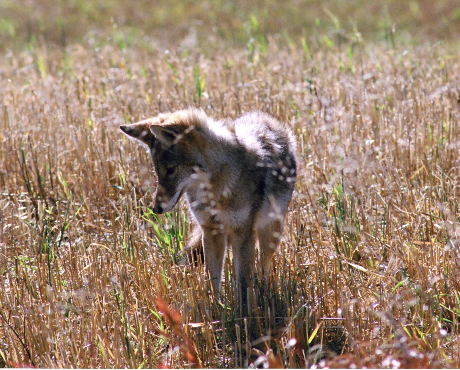LIVING TOGETHER: COYOTES & HUMANS - Alberta Institute For Wildlife ...