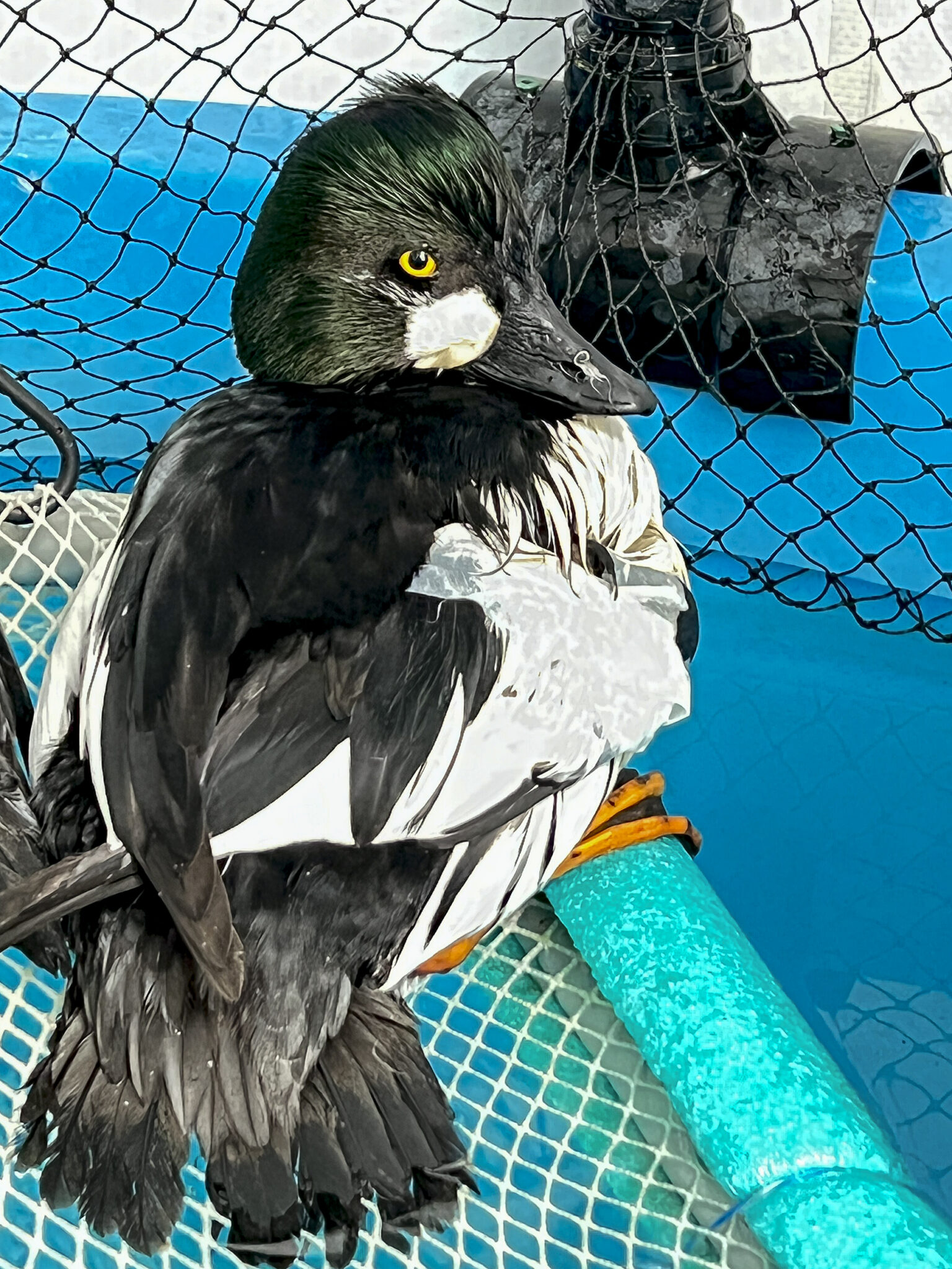 Bird Feet: Particular Adaptations with Prehistoric Roots - Alberta ...