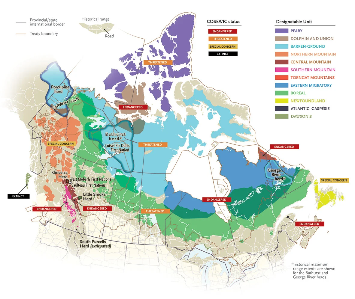Declining Caribou Populations in Canada - Alberta Institute For ...