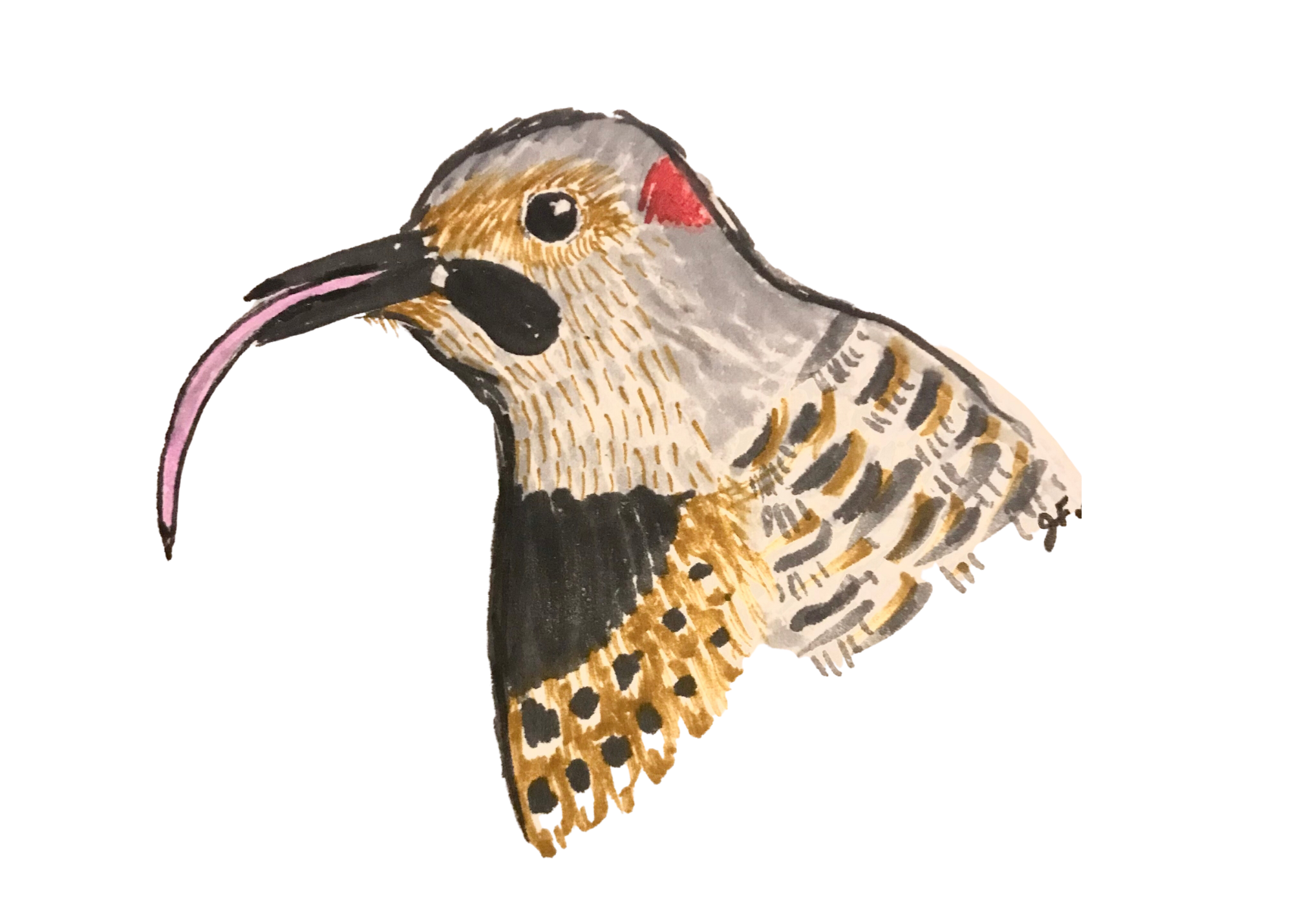 Let’s Talk About Bird Tongues - Alberta Institute For Wildlife Conservation