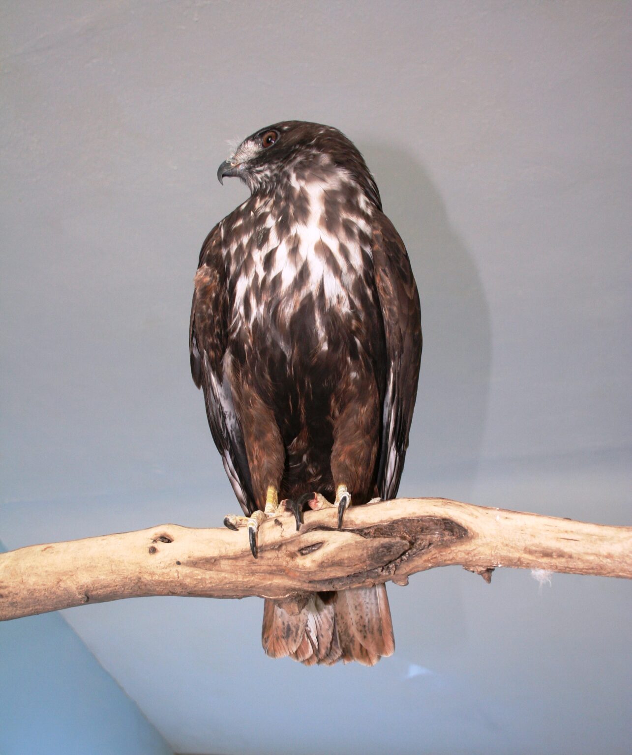 Swainson's Hawks: Migration and Colouration - Alberta Institute For ...