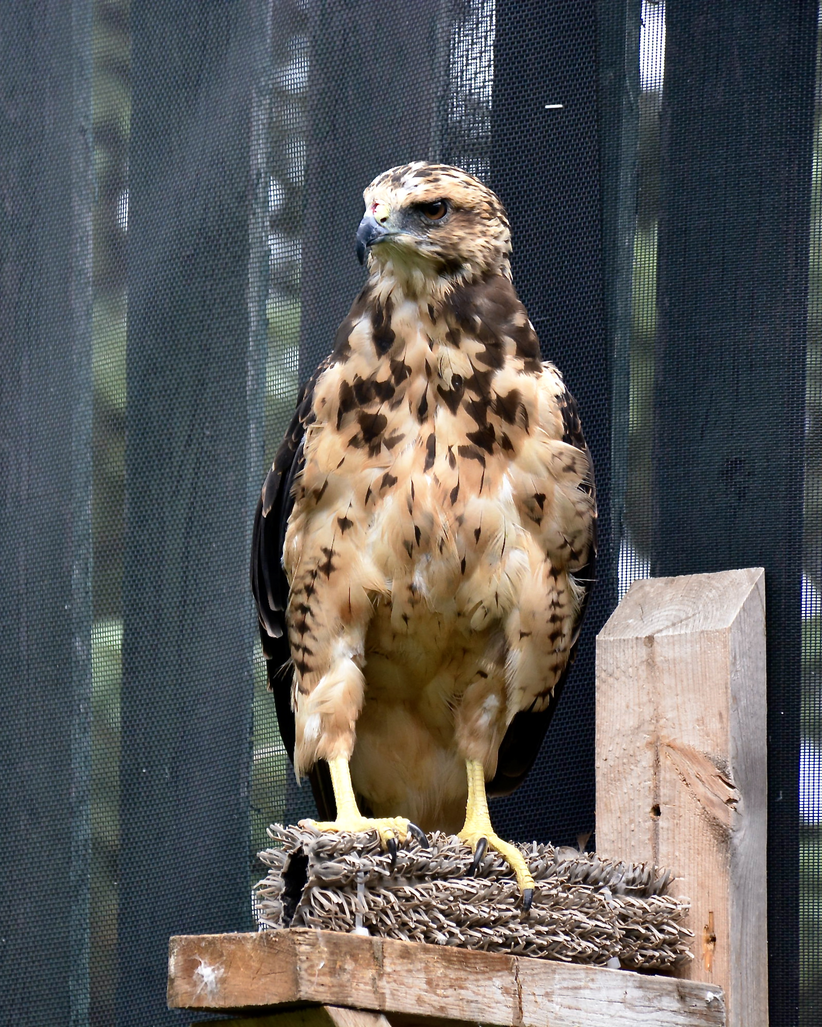 Swainson's Hawks: Migration and Colouration - Alberta Institute For ...