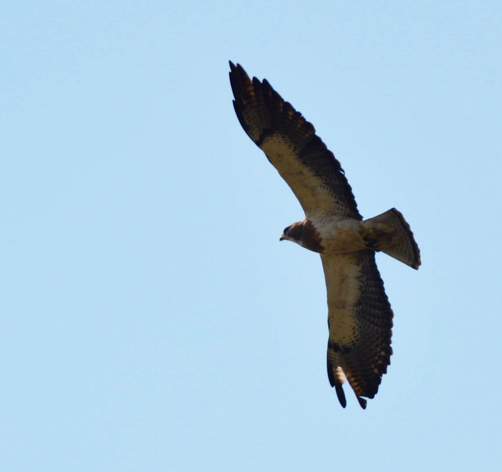 Swainson's Hawks: Migration and Colouration - Alberta Institute For ...