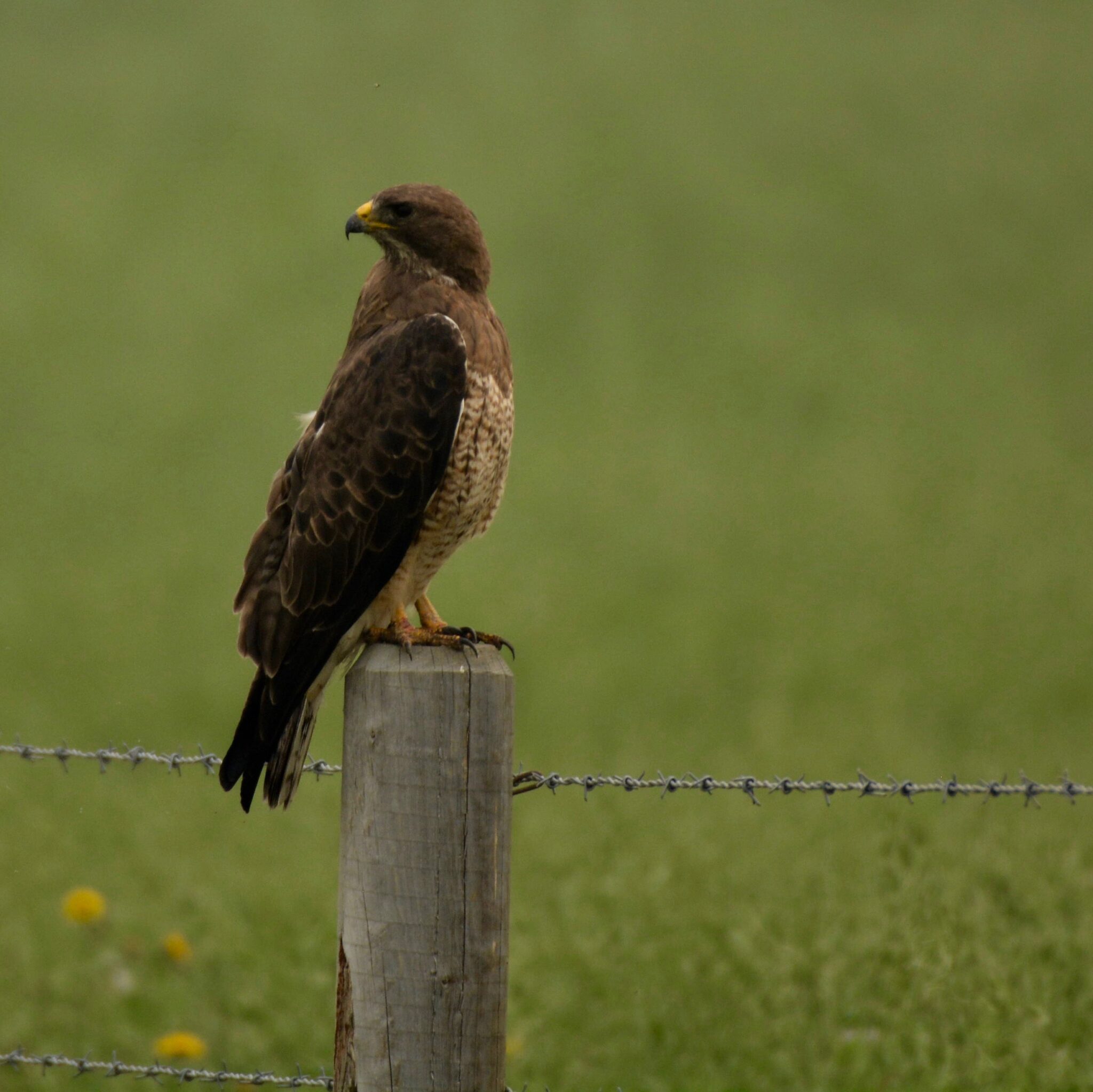 Swainson's Hawks: Migration and Colouration - Alberta Institute For ...