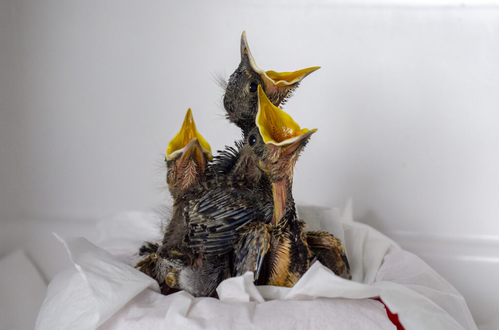 Facts About Feathers & How We Help - Alberta Institute For Wildlife ...