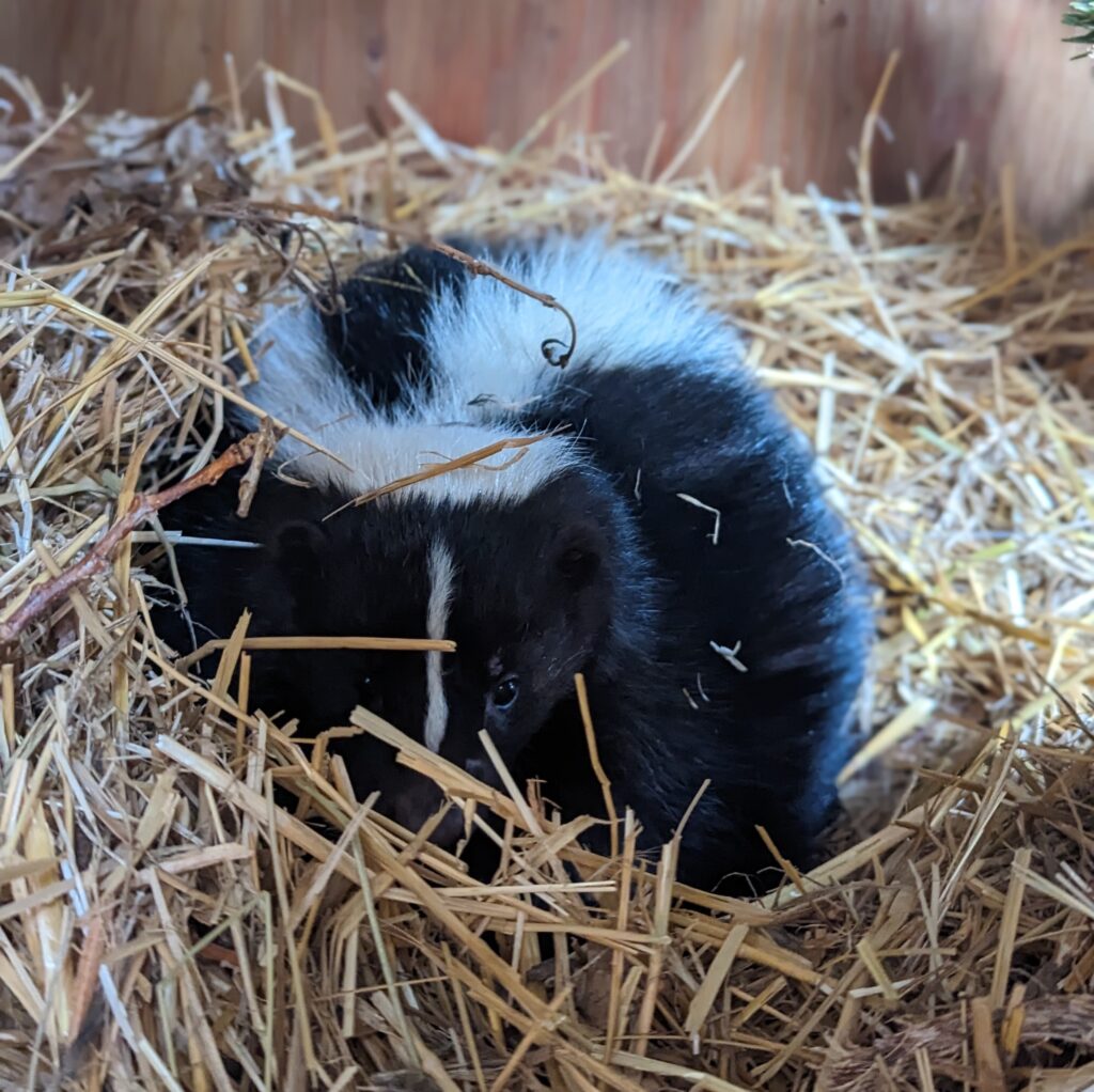 Sleeping Skunks - Alberta Institute For Wildlife Conservation