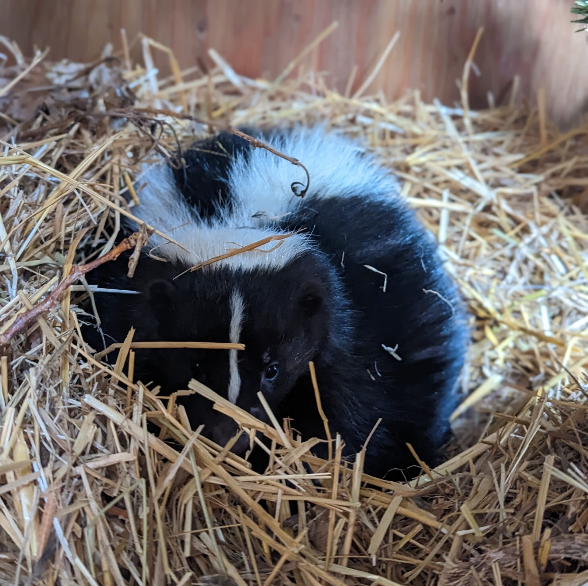 Sleeping Skunks - Alberta Institute For Wildlife Conservation