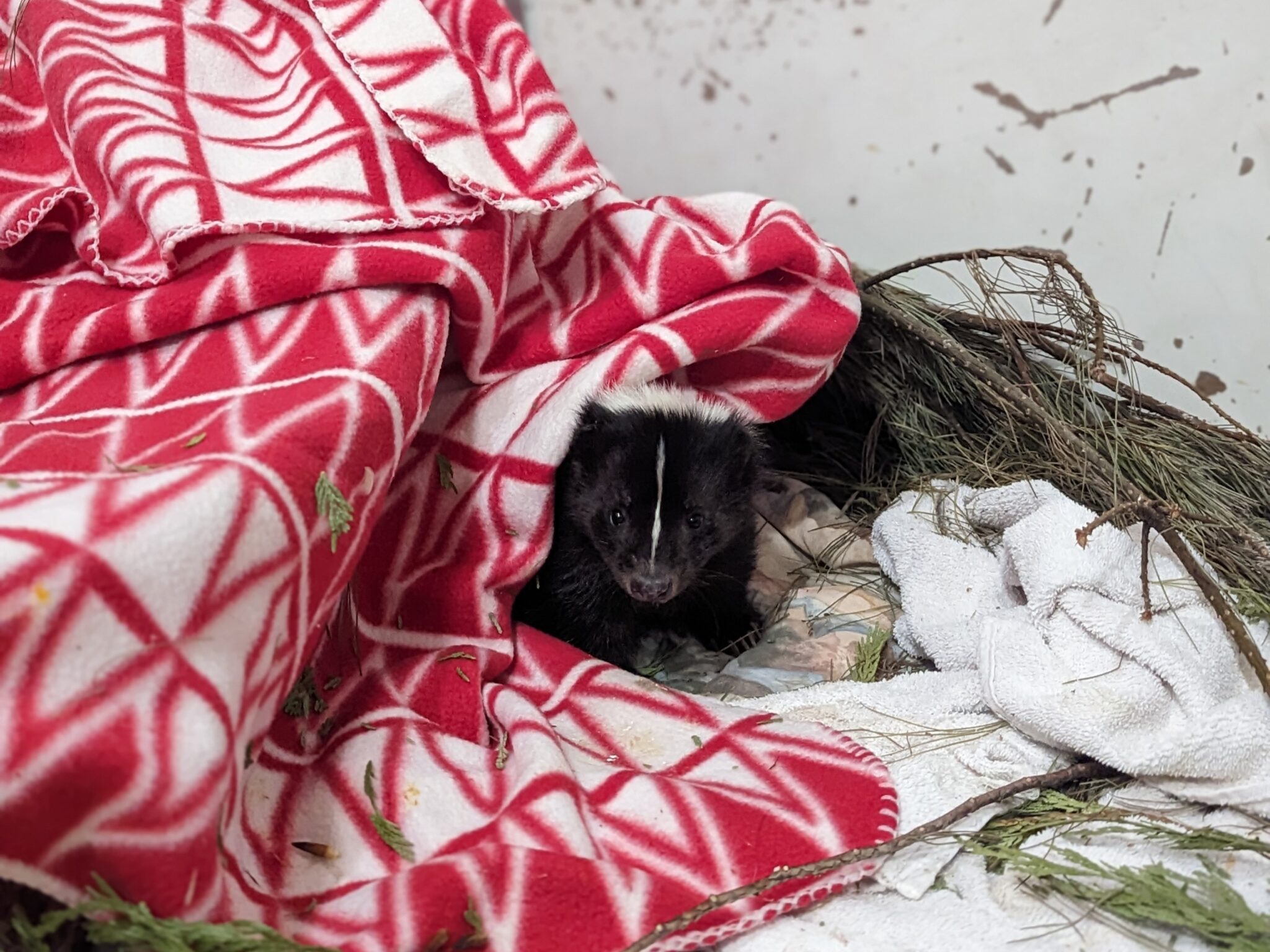 Sleeping Skunks - Alberta Institute For Wildlife Conservation